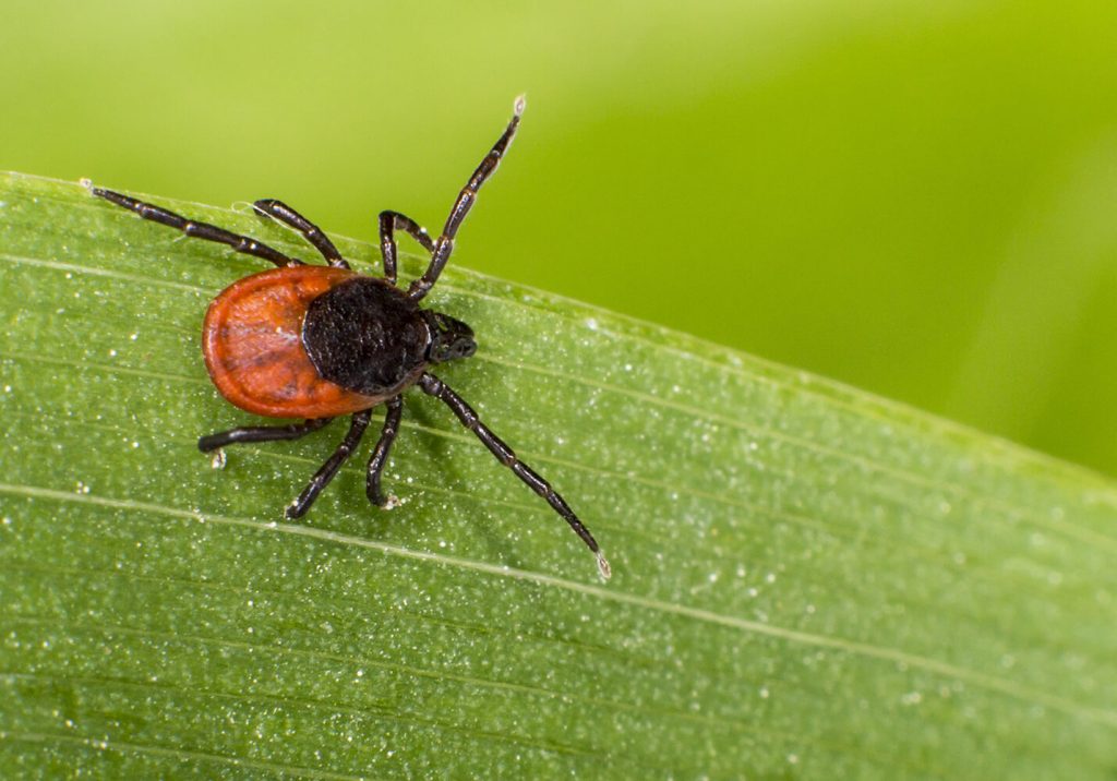 May is Lyme Disease Awareness Month | SignatureMD